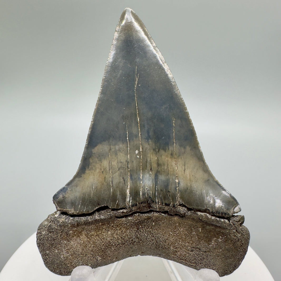 Fossil Extinct Mako & Isurus Shark Teeth Collection – Megalodon Teeth