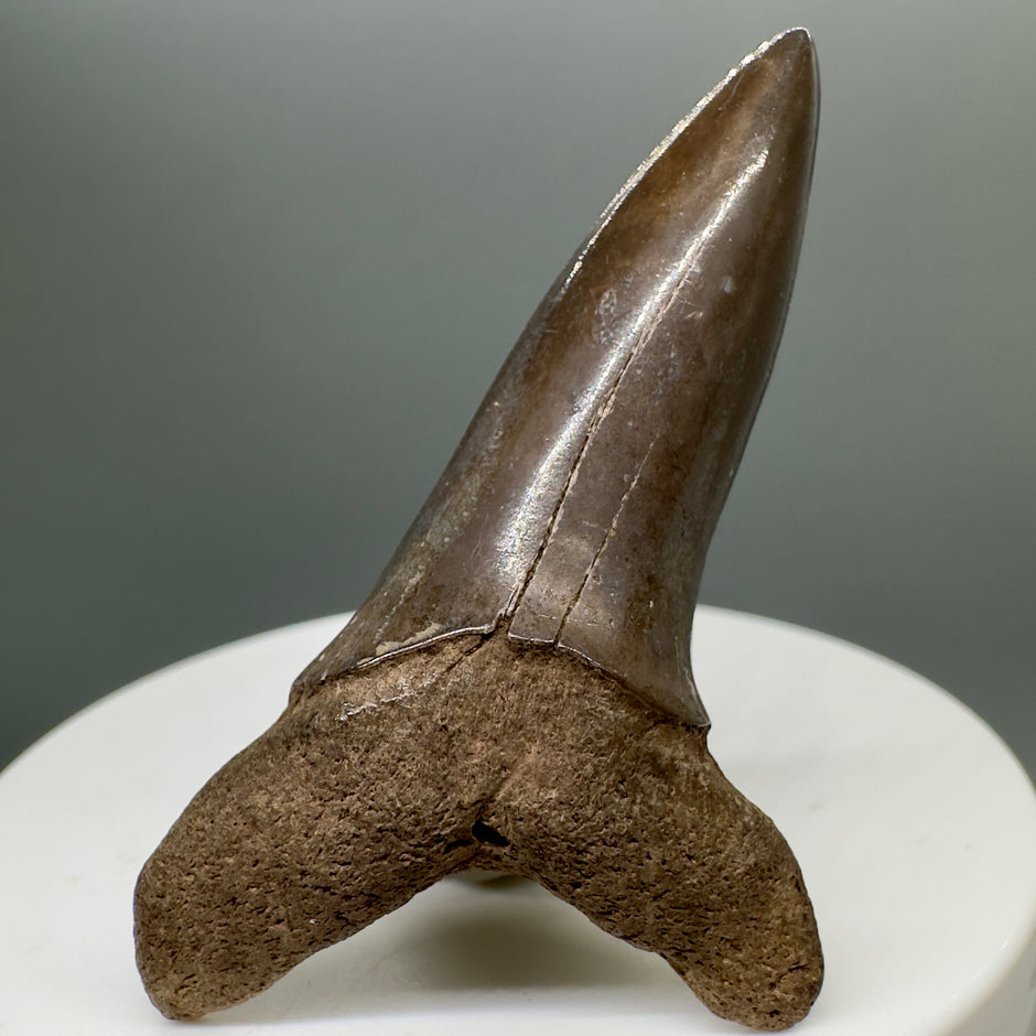 Fossil Extinct Mako & Isurus Shark Teeth Collection – Page 2 ...