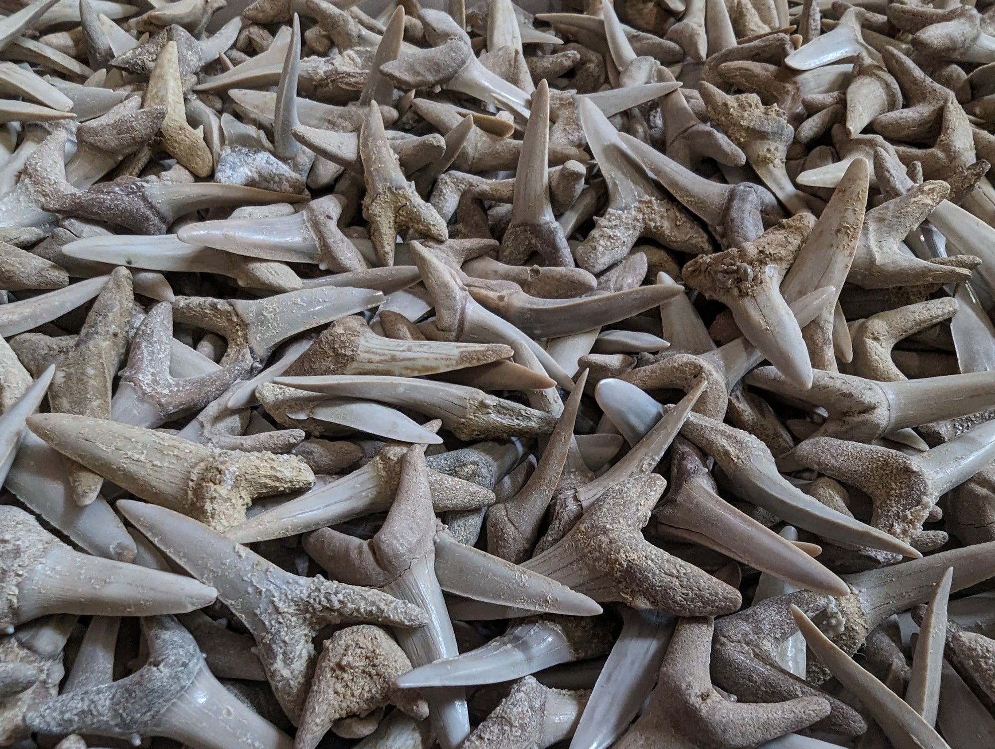 Wholesale – Megalodon Teeth