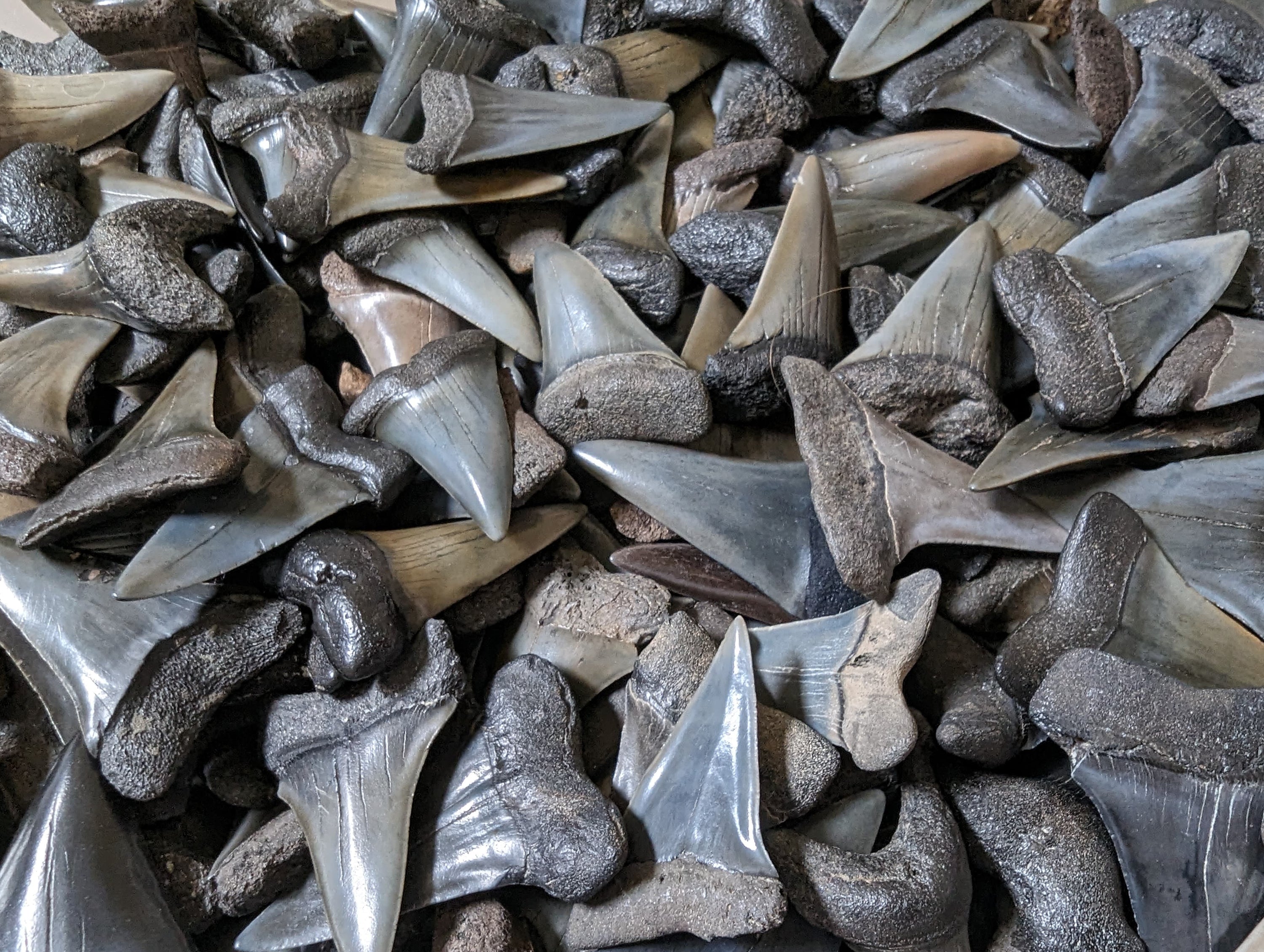 Wholesale – Megalodon Teeth