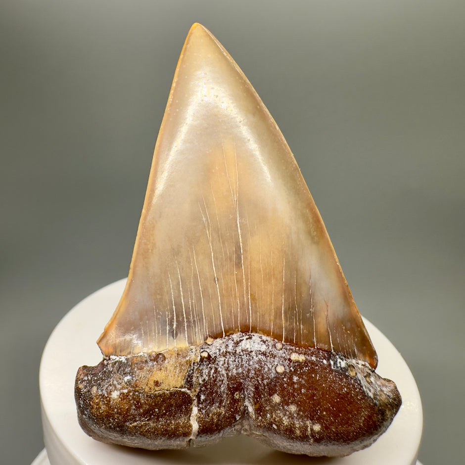 Fossil Extinct Mako & Isurus Shark Teeth Collection – Megalodon Teeth